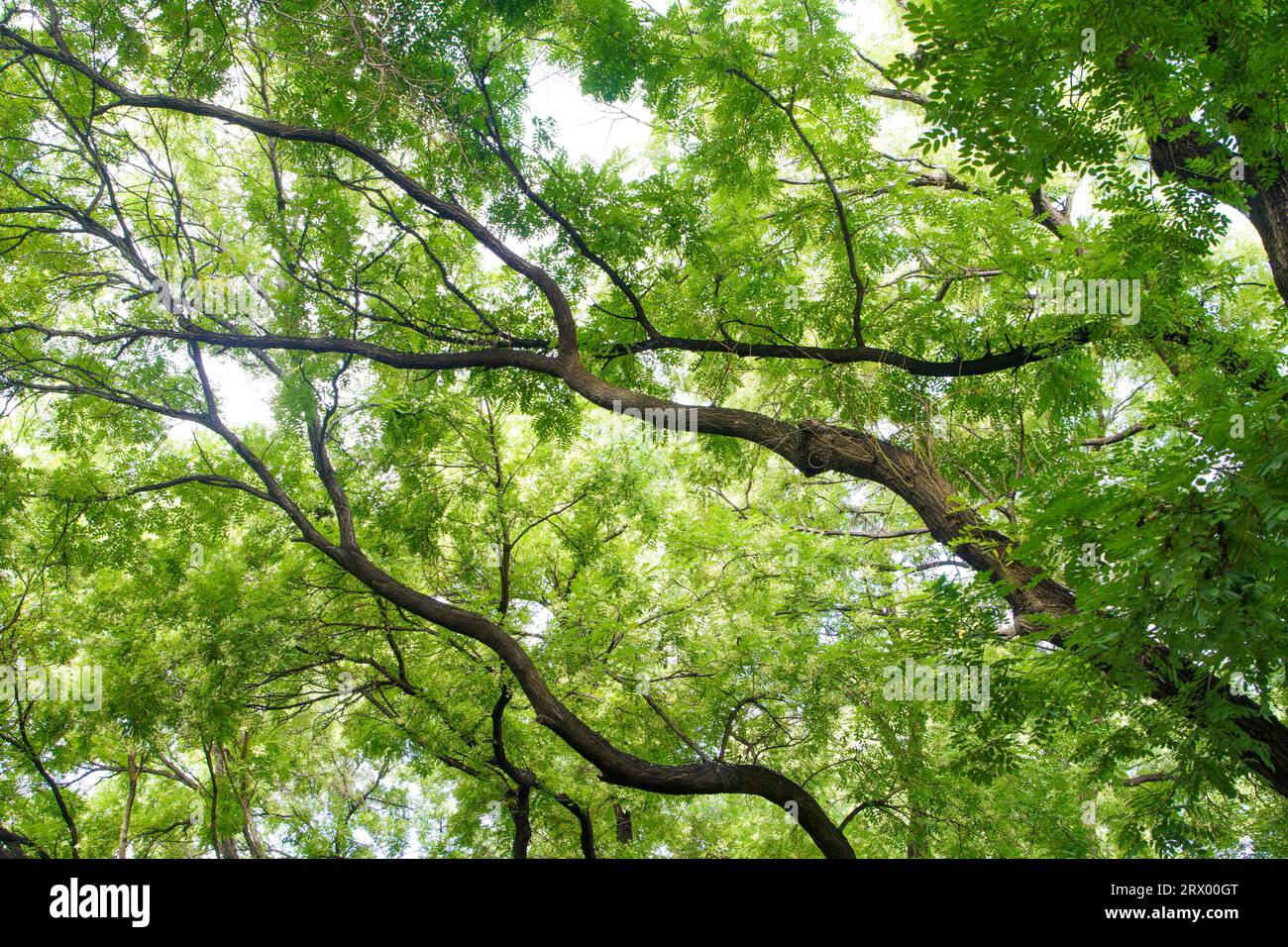 Ancient Trees on Chengxian Street, Beijing, China Stock Photo - Alamy