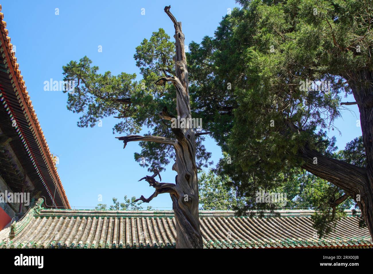Ancient trees outside Dacheng Hall of Beijing Temple of Confucius Stock ...