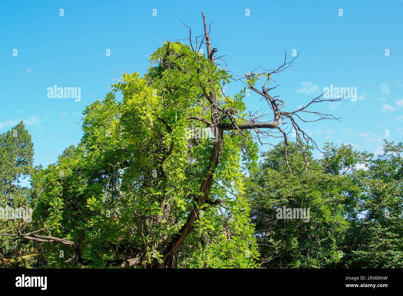 Ancient trees in Beijing Temple of Confucius Stock Photo - Alamy