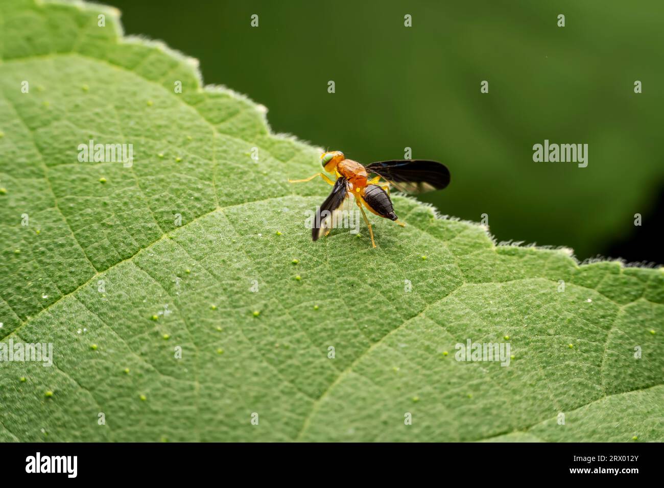 Fruit flies inhabit the leaves of wild plants Stock Photo - Alamy