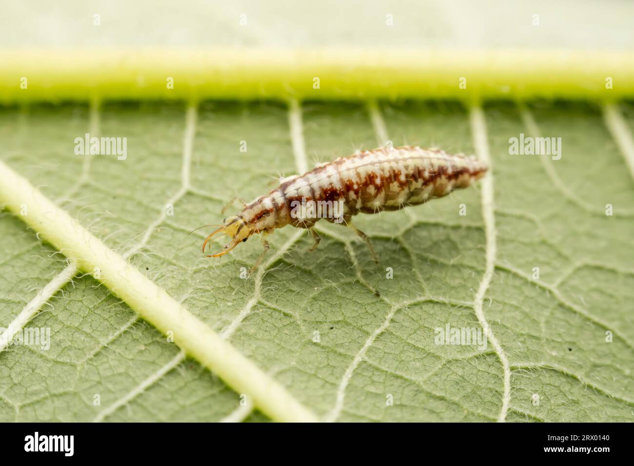 lacewing larvae inhabiting on the leaves of wild plants Stock Photo - Alamy