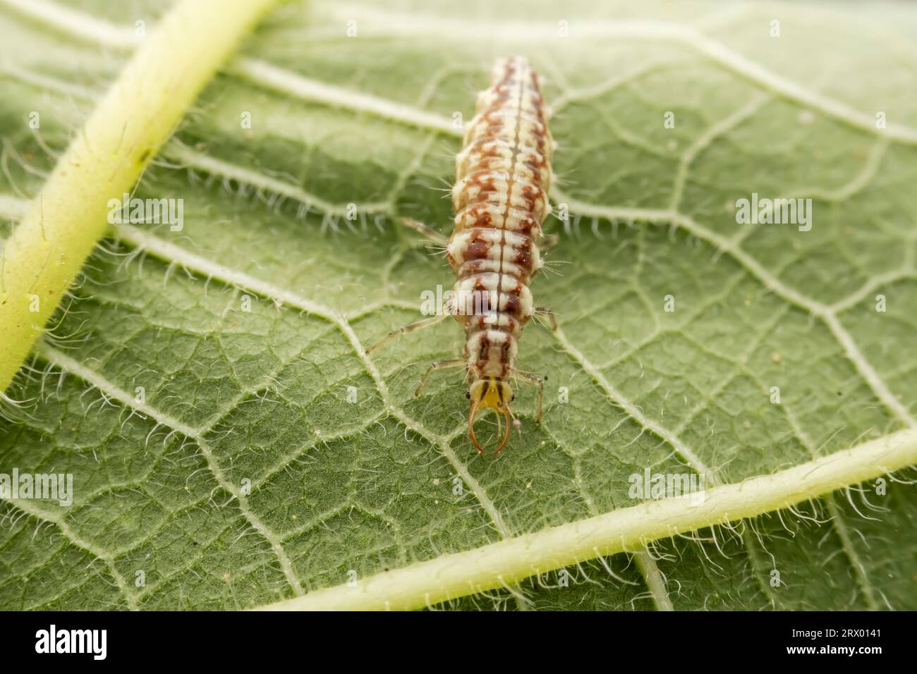 lacewing larvae inhabiting on the leaves of wild plants Stock Photo - Alamy