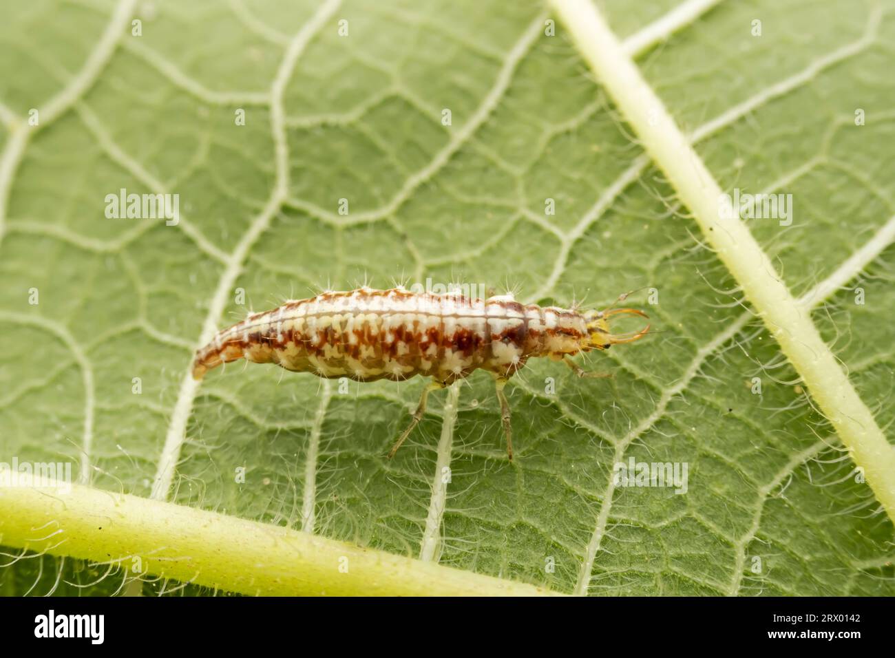 Lacewing habitats hi-res stock photography and images - Alamy