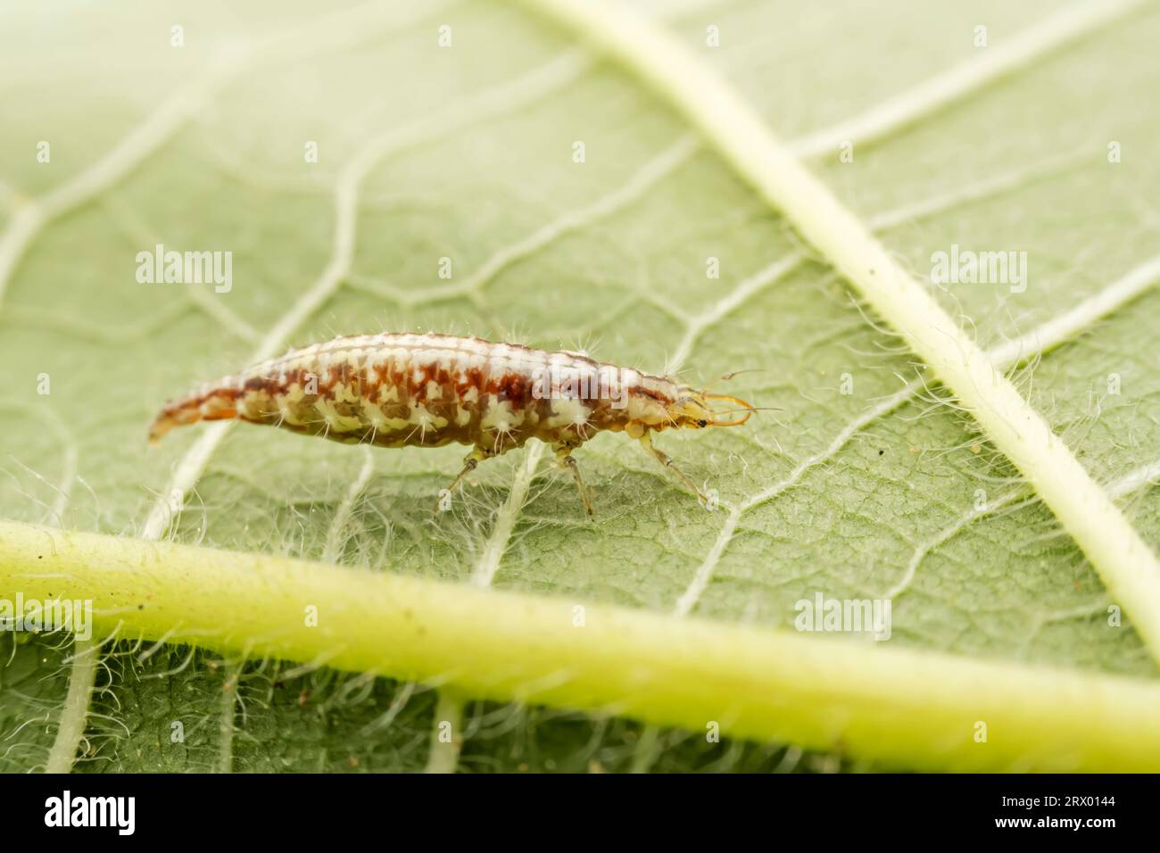lacewing larvae inhabiting on the leaves of wild plants Stock Photo - Alamy