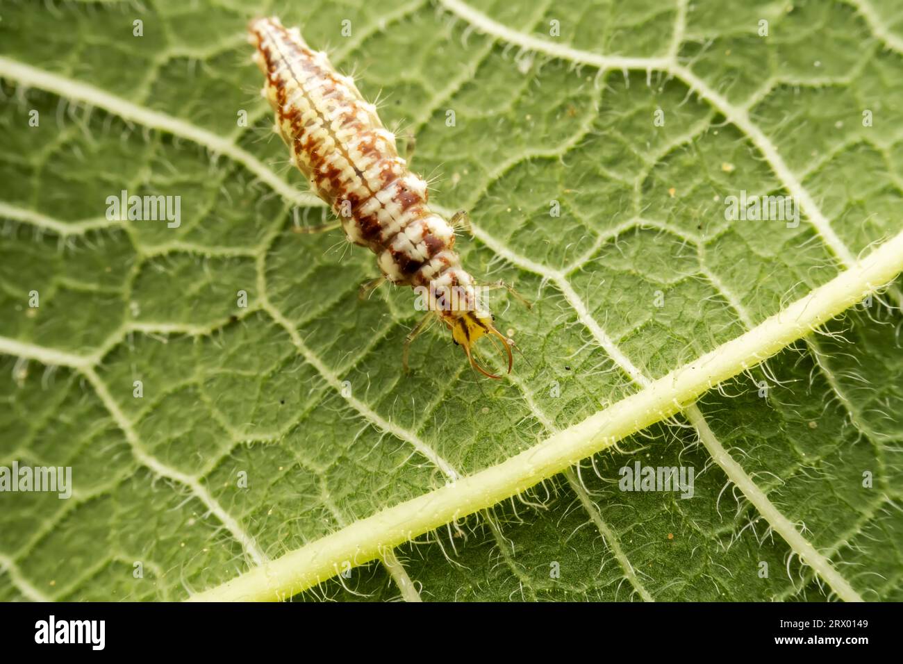 lacewing larvae inhabiting on the leaves of wild plants Stock Photo - Alamy