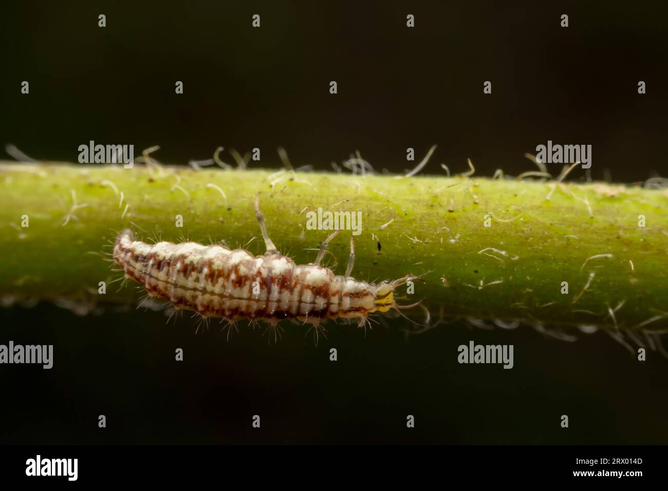 lacewing larvae inhabiting on the leaves of wild plants Stock Photo - Alamy