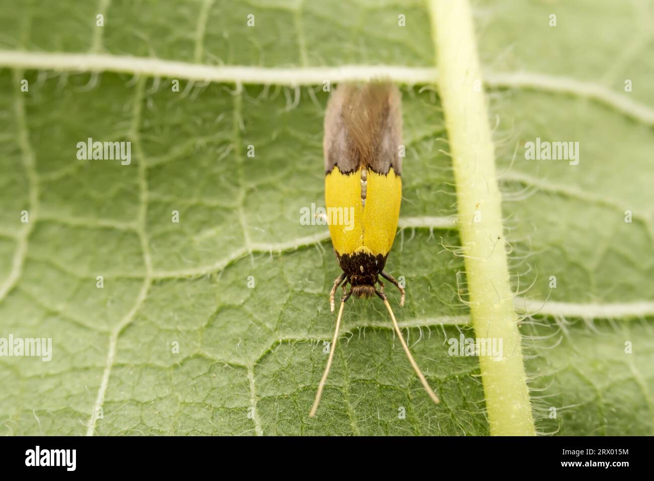 Tineoid moths hi-res stock photography and images - Alamy