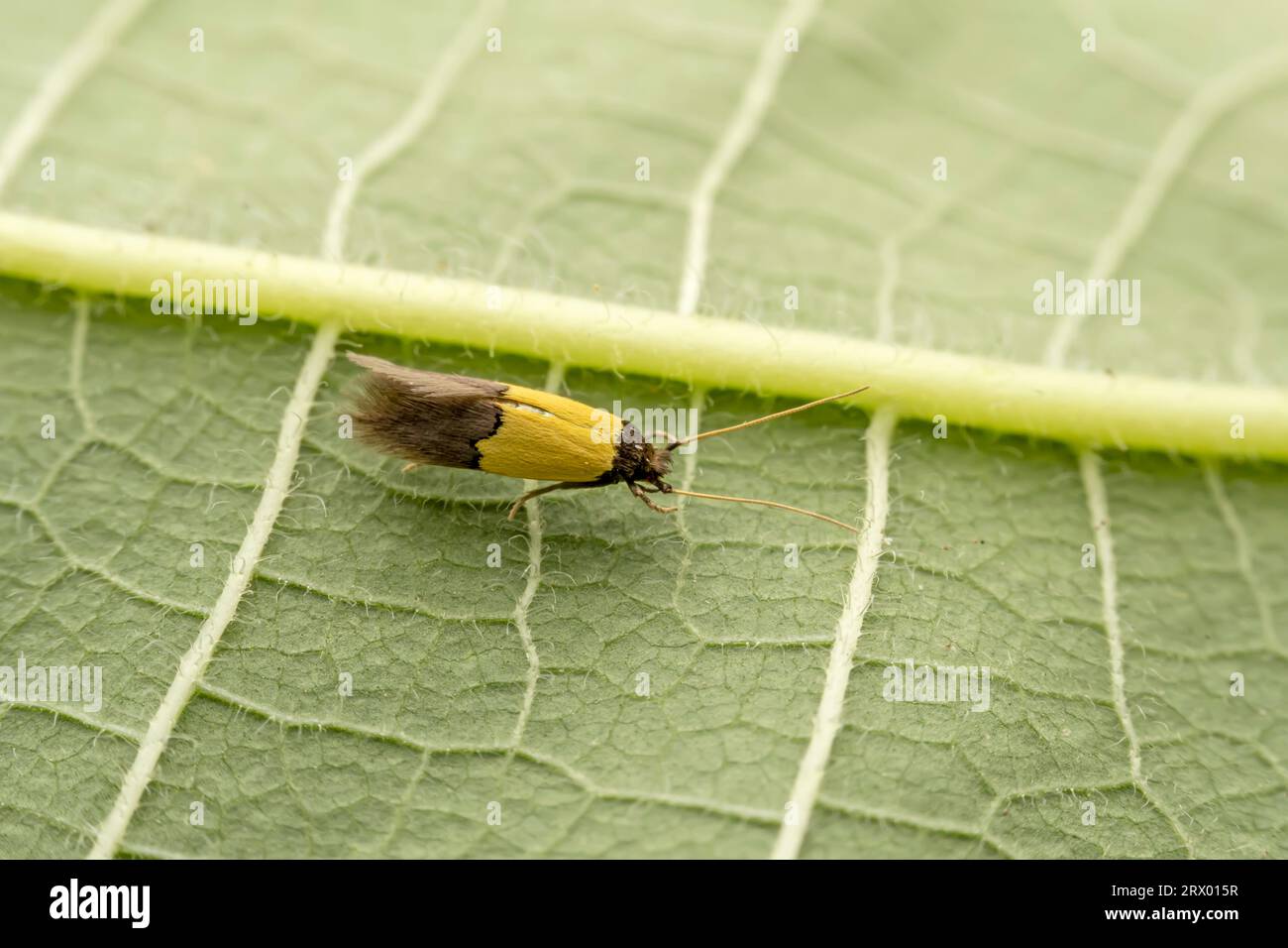 Tineoid moths hi-res stock photography and images - Alamy