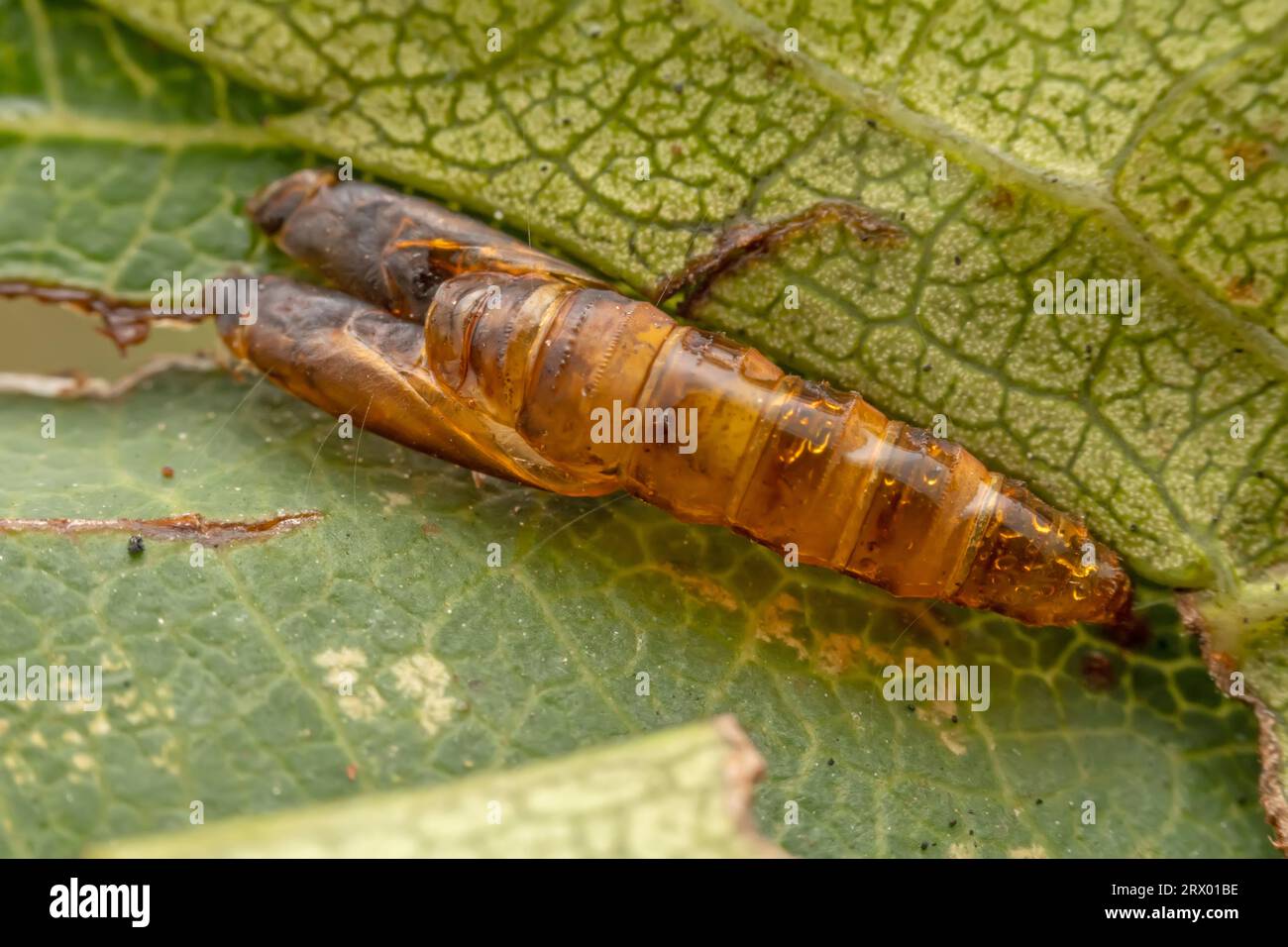 The pupal shell of insects Stock Photo - Alamy