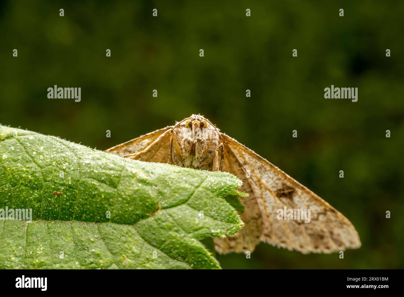 Moth insects inhabit the leaves of wild plants Stock Photo - Alamy