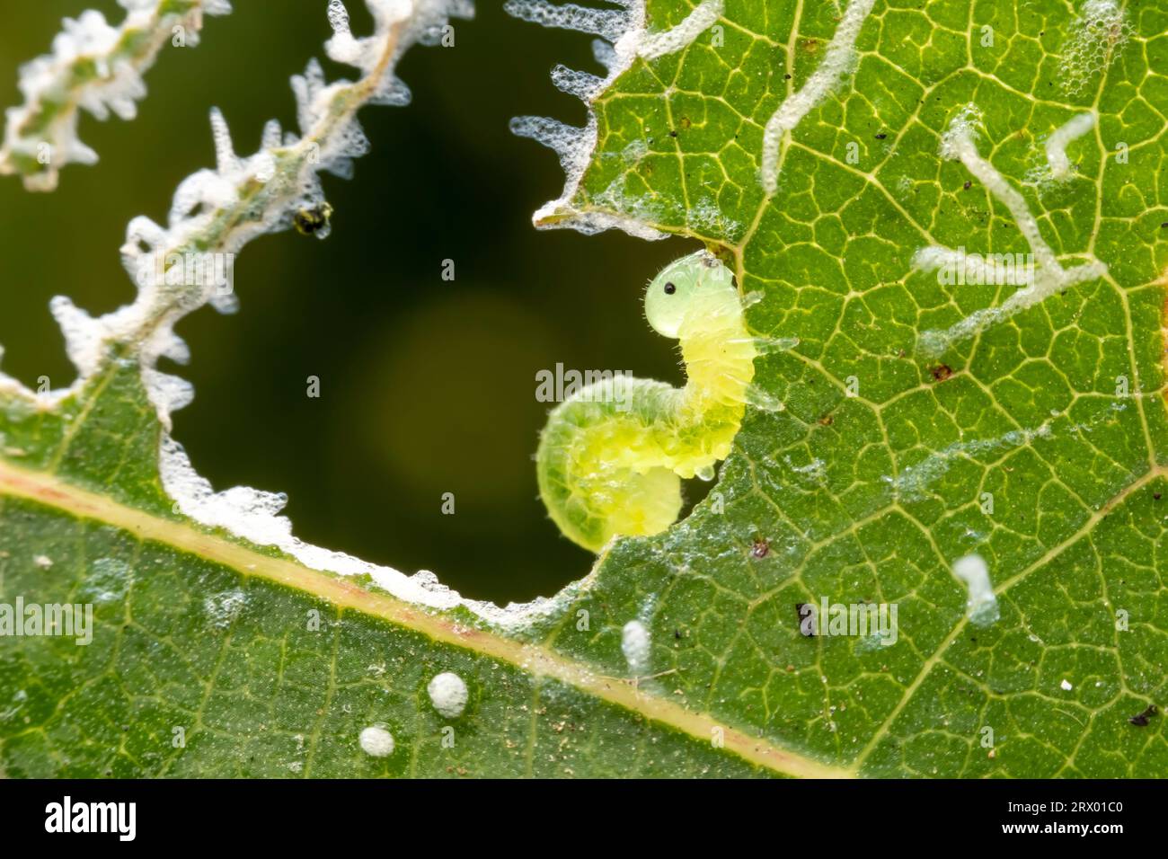 sawfly Larvae inhabits the leaves of wild plants Stock Photo - Alamy