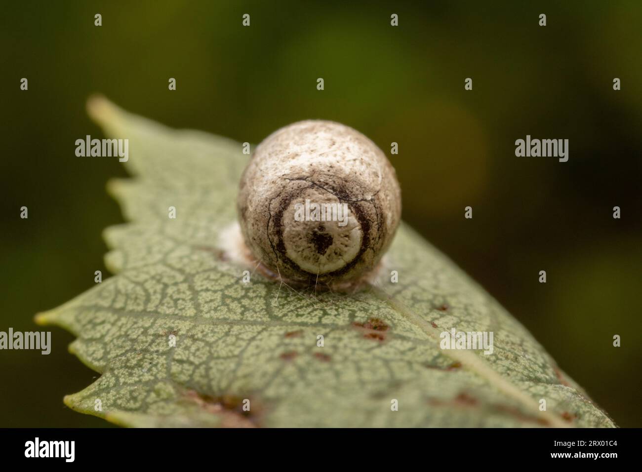 Insect cocoons on wild plant leaves Stock Photo - Alamy