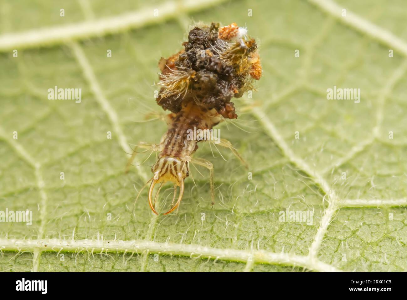 lacewing larvae inhabiting on the leaves of wild plants Stock Photo - Alamy