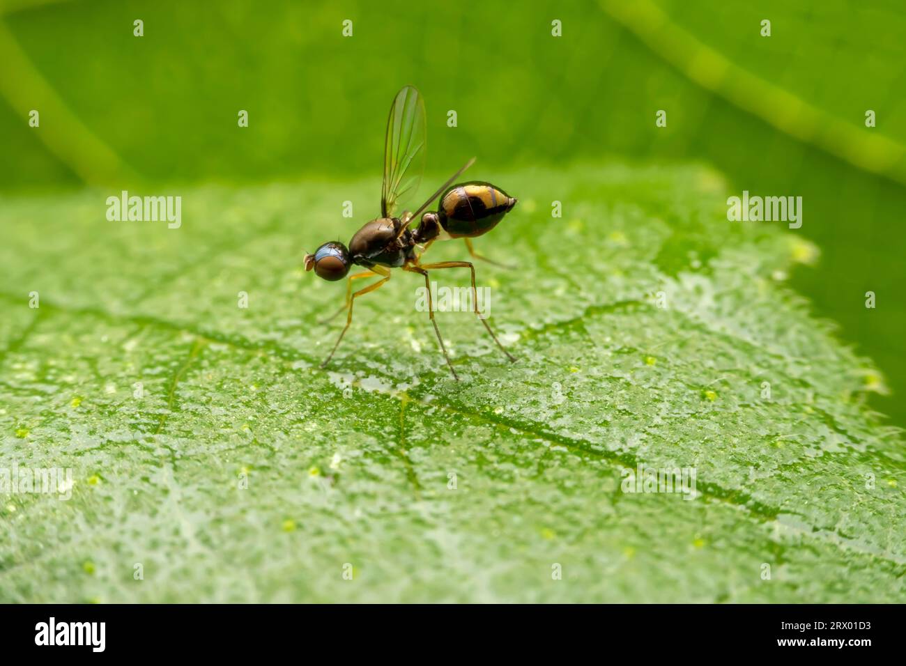 sepsidae inhabit the leaves of wild plants Stock Photo - Alamy