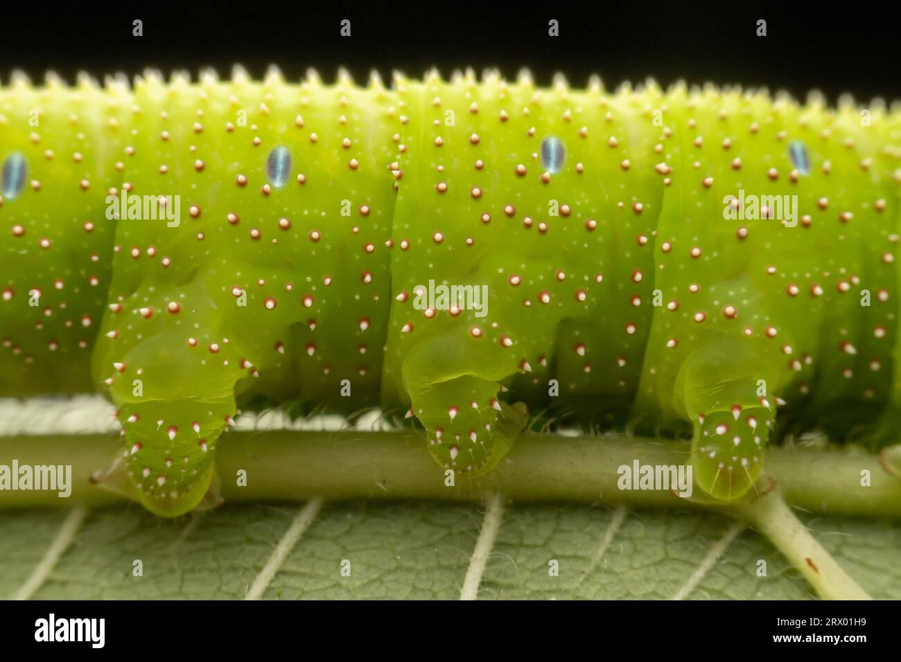 sphingidae larva inhabits the leaves of wild plants Stock Photo - Alamy