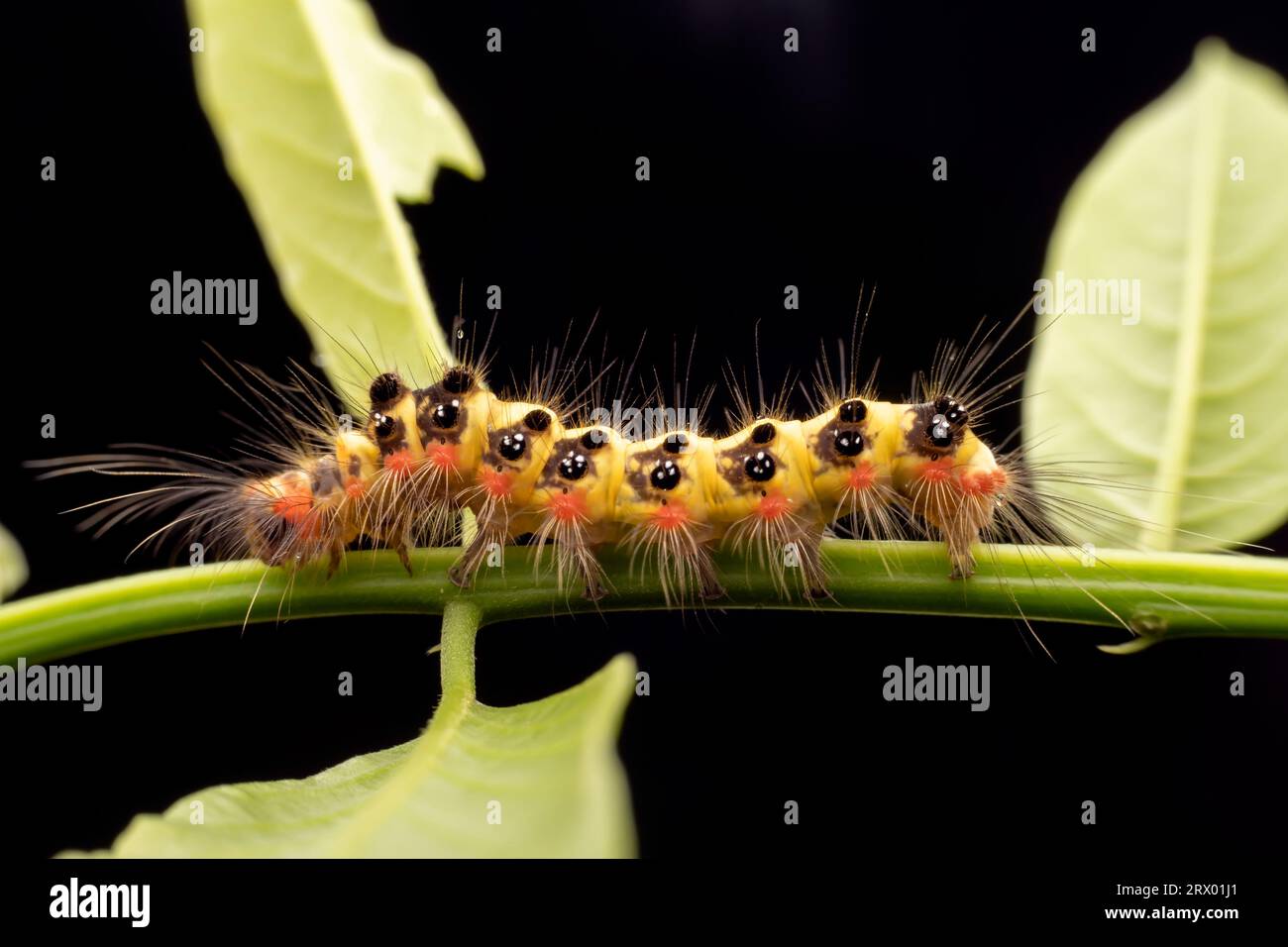 tussock moth Larvae inhabits the leaves of wild plants Stock Photo - Alamy