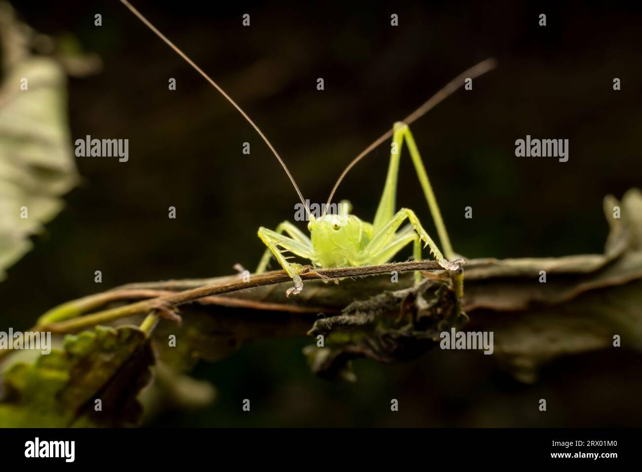 Katydid at their natural habitat hi-res stock photography and images ...