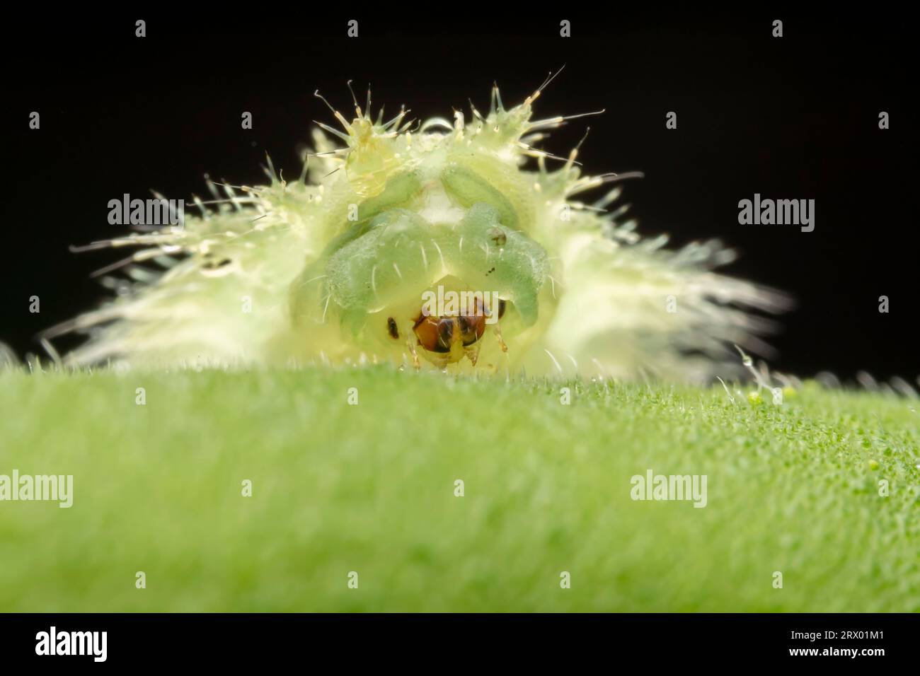 Limacodidae larva inhabits the leaves of wild plants Stock Photo - Alamy