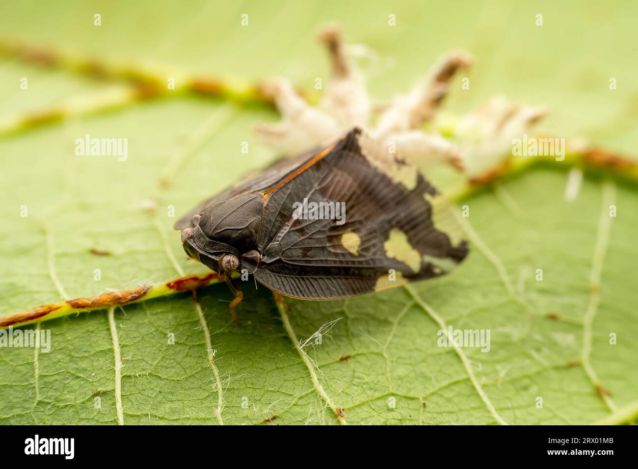 planthopper inhabiting on the leaves of wild plants Stock Photo - Alamy