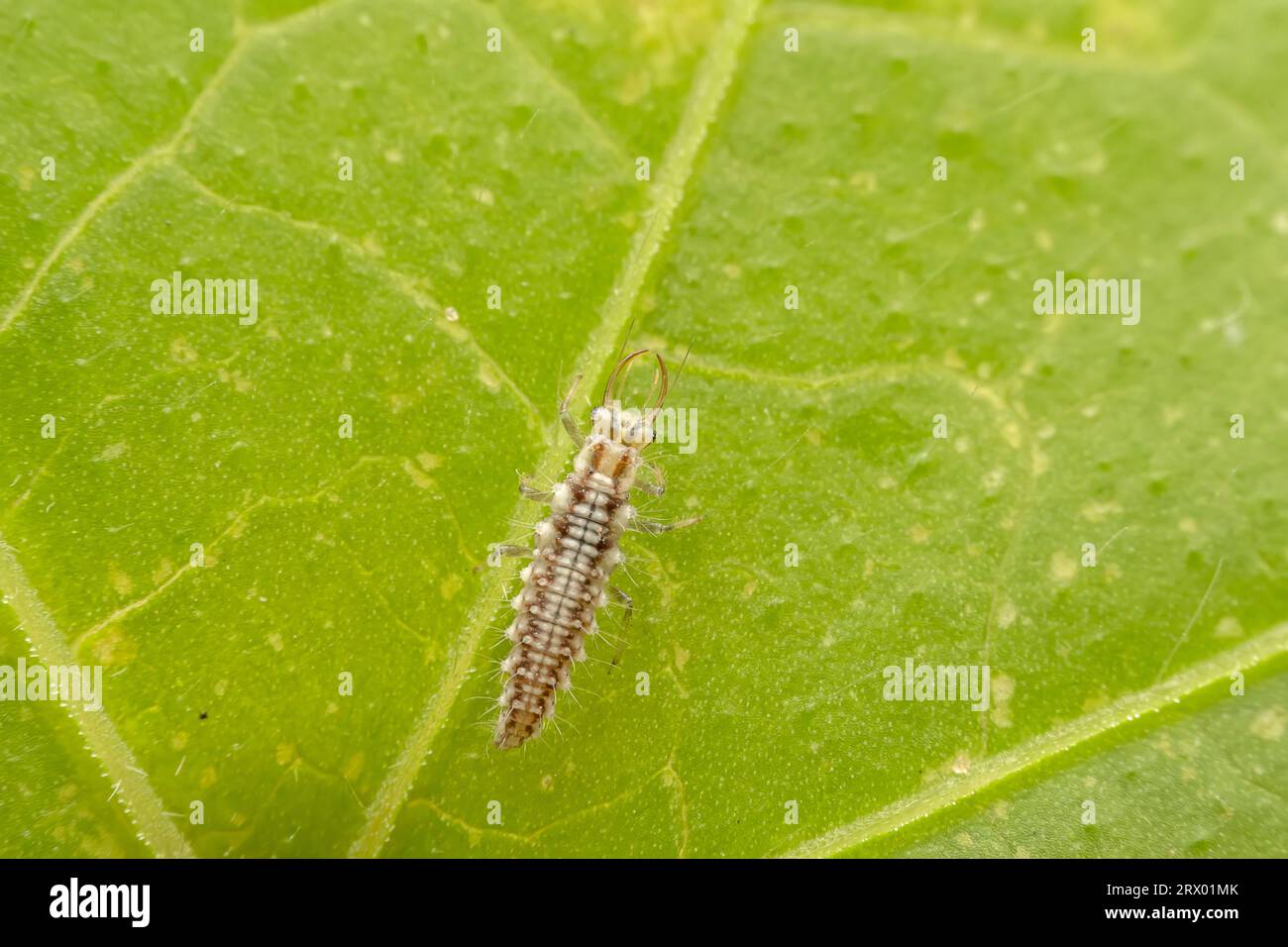 lacewing larvae inhabiting on the leaves of wild plants Stock Photo - Alamy