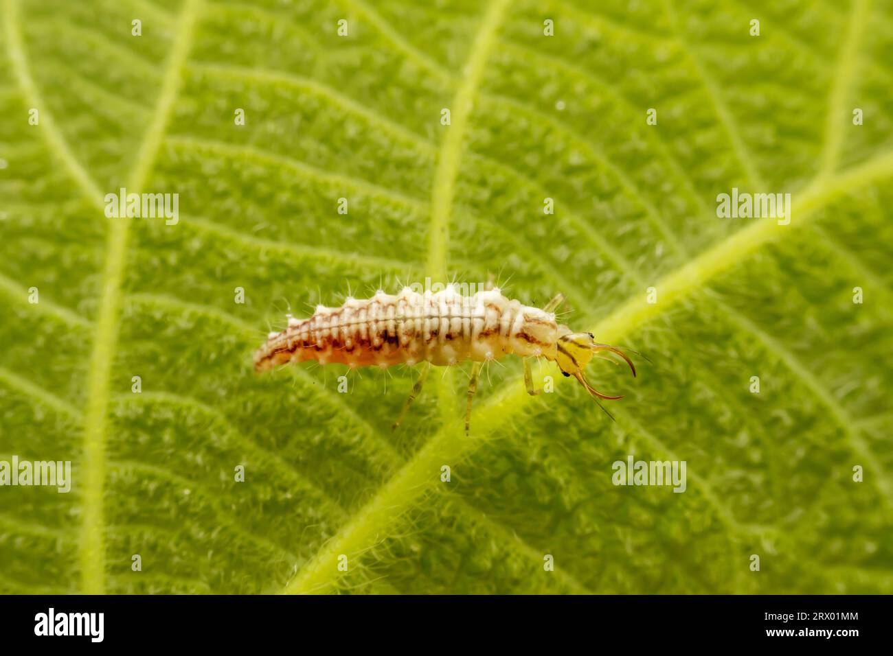 lacewing larvae inhabiting on the leaves of wild plants Stock Photo - Alamy