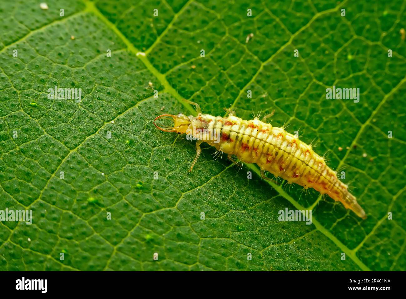 lacewing larvae inhabiting on the leaves of wild plants Stock Photo - Alamy