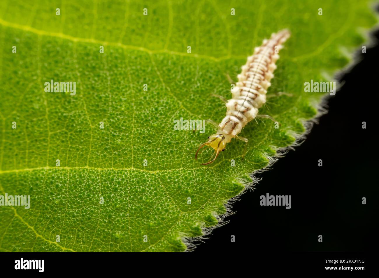 lacewing larvae inhabiting on the leaves of wild plants Stock Photo - Alamy