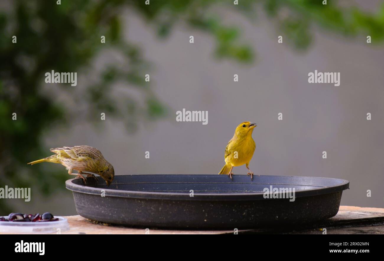 Canarinhos (sicalis flaveola Stock Photo - Alamy