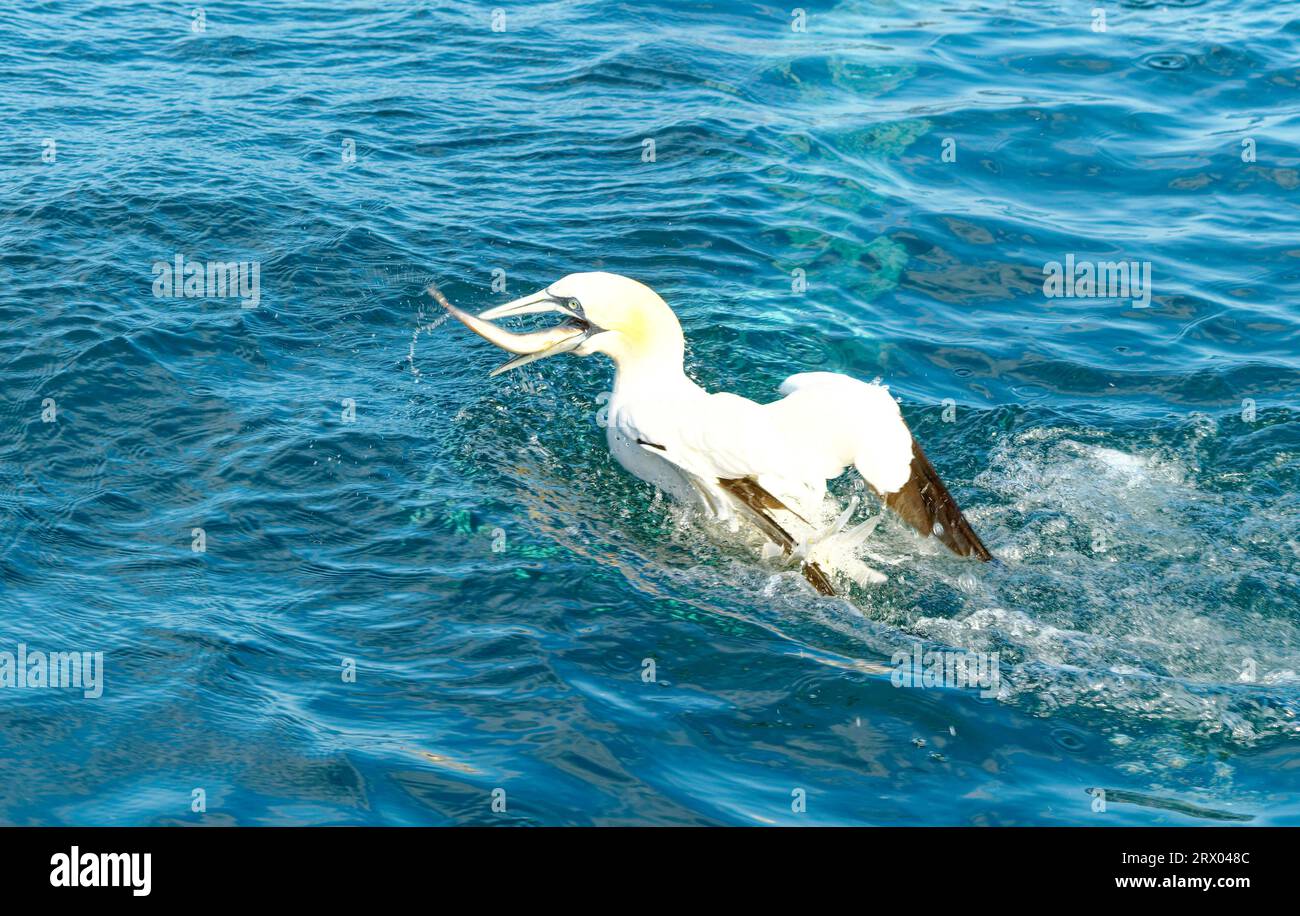 Gannet Eating a Fish Stock Photo - Alamy