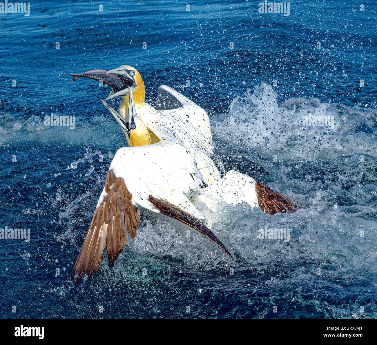 Two gannets fighting hi-res stock photography and images - Alamy