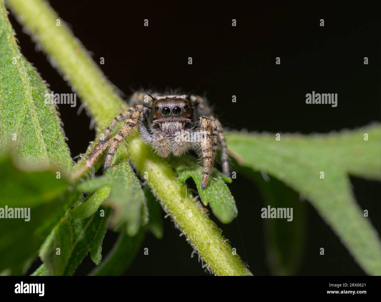 Curious jumping spider animal hi-res stock photography and images - Alamy