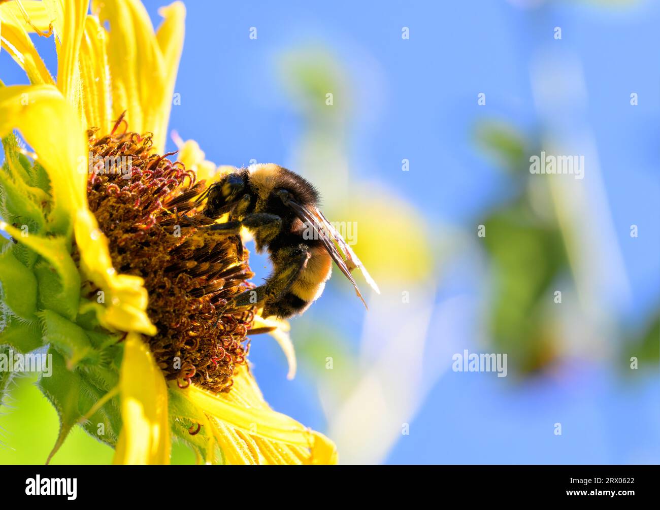 Closeup of a Bumble Bee pollinating a Sunflower, with copy space Stock ...