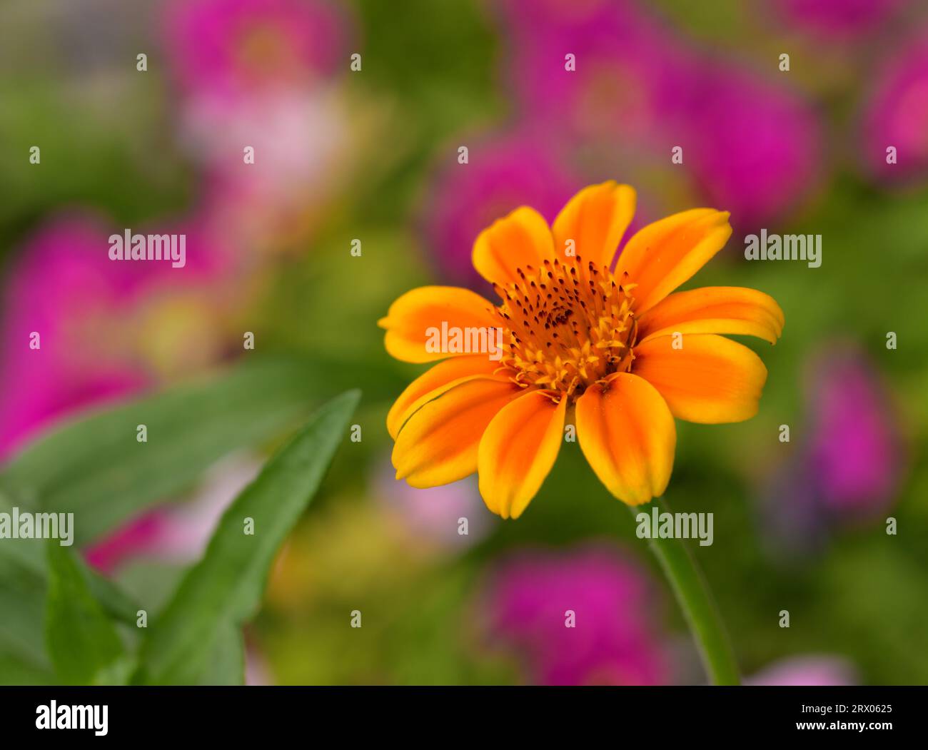 Macro of a bicolor miniature Zinnia flower with dark and light orange ...