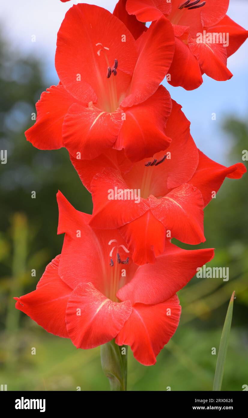 Amazing red Gladiolus blooms Stock Photo - Alamy