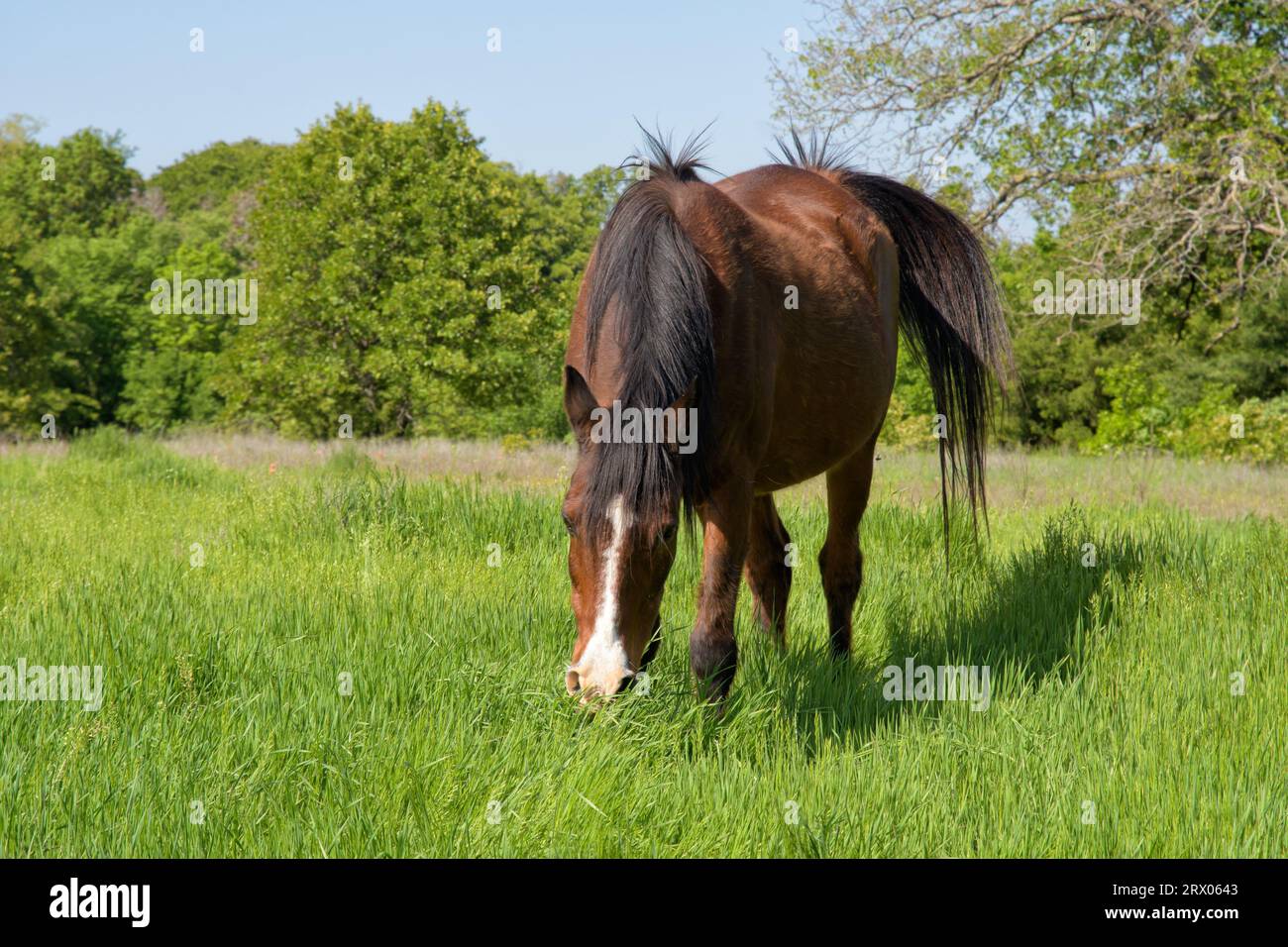 Old red bay Arabian horse happily eating lush green grass in spring ...