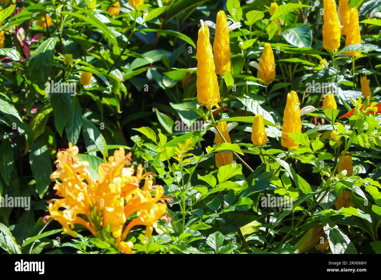Lollipop plant at Peradeniya Botanical Garden, Kandy, Sri Lanka ...