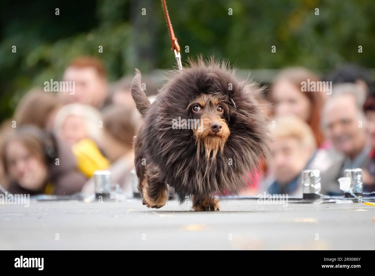 A dachshund dressed as a leo walks a podium during a dachshund parade ...