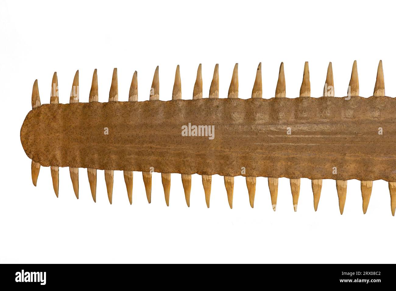 A rostrum of the smalltooth sawfish isolated on a white background ...