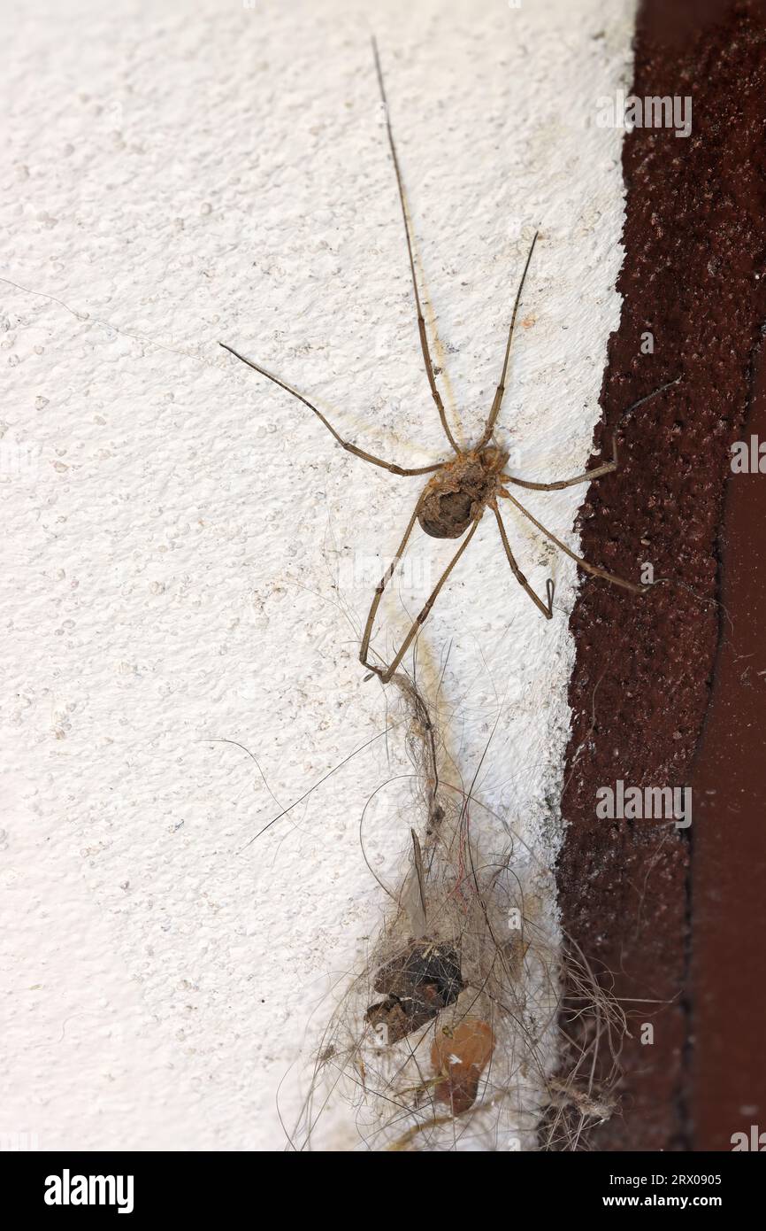Spider climbing wall hi-res stock photography and images - Alamy