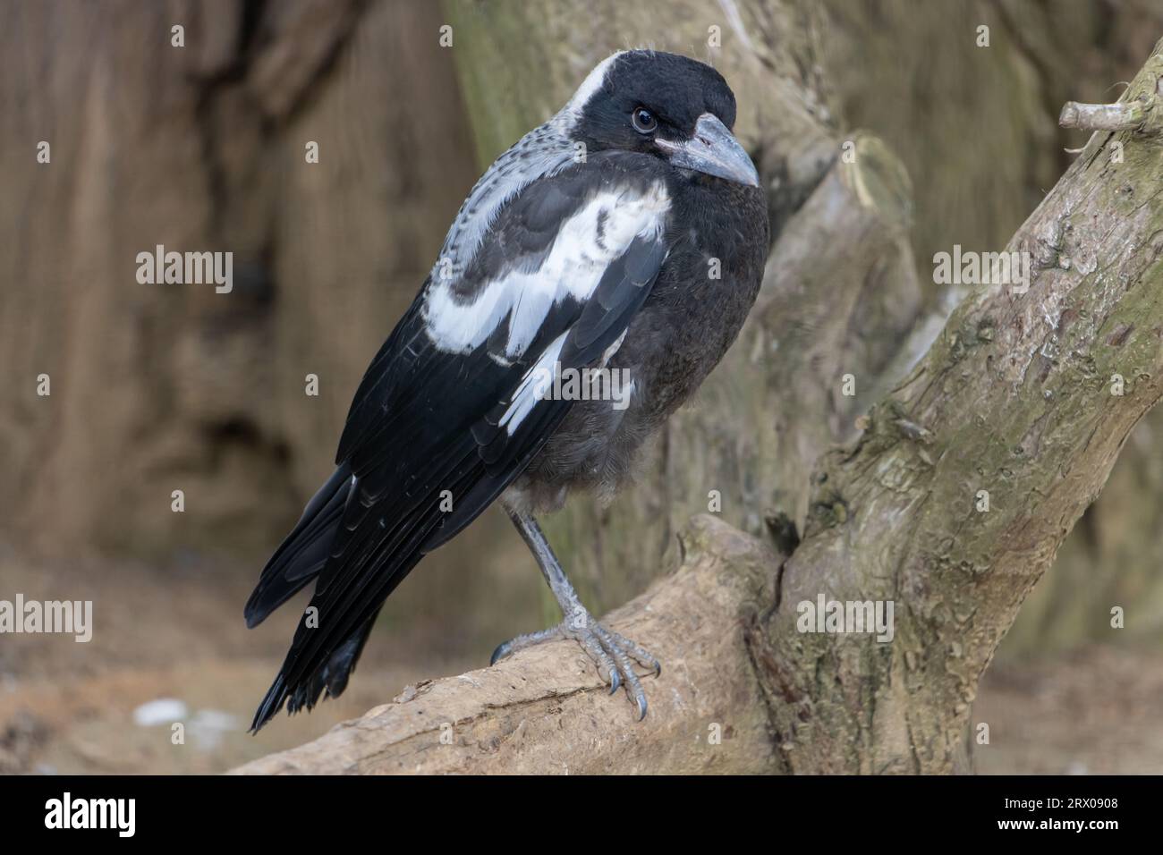The Australian magpie, gymnorhina tibicen Stock Photo - Alamy