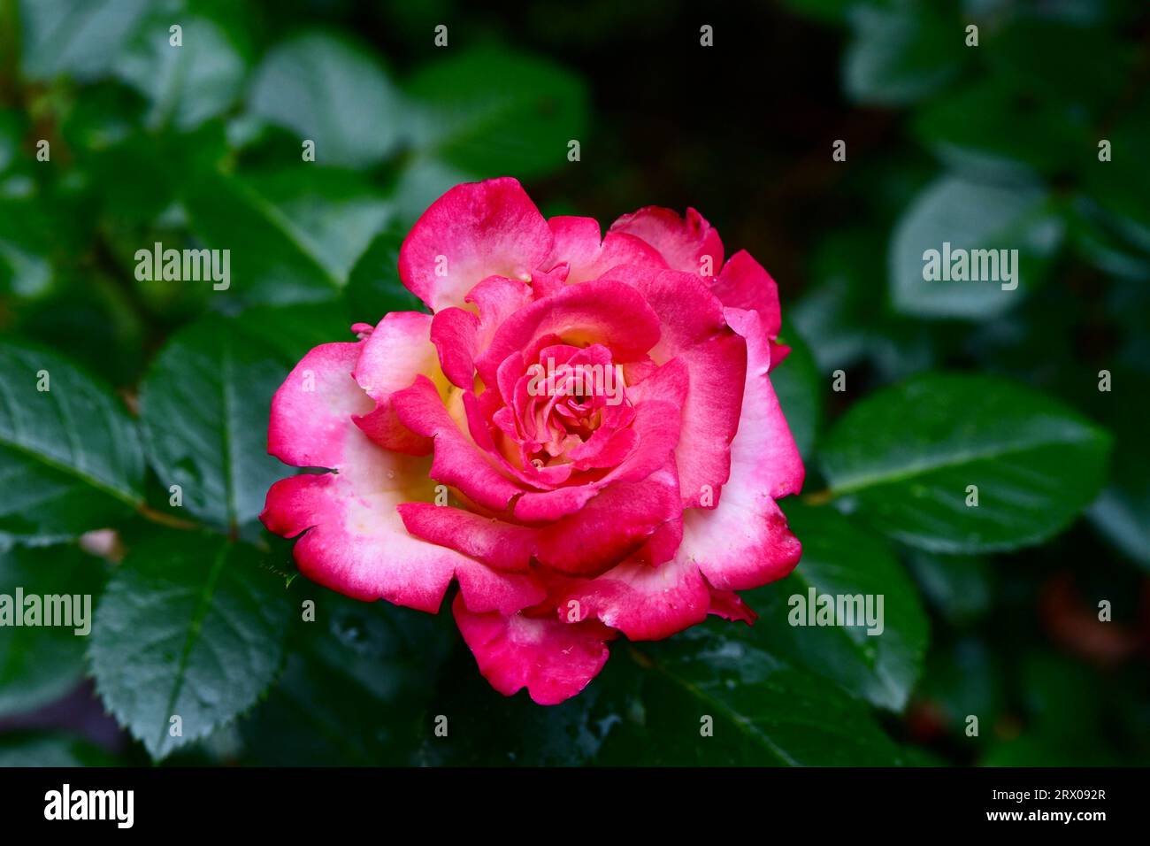A beautiful pink rose with lush green leaves surrounding its stem Stock ...