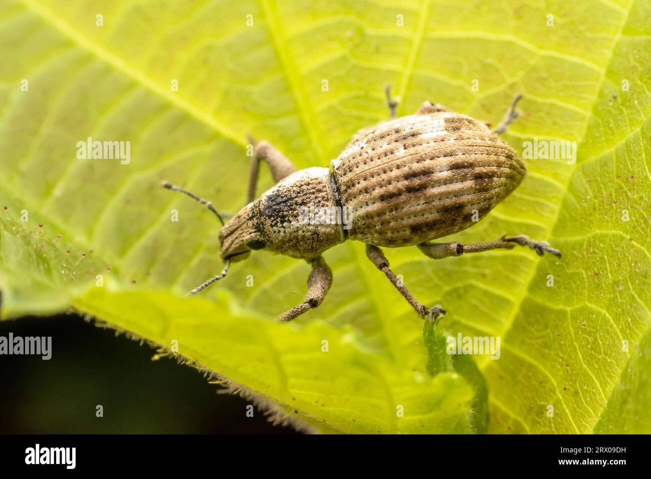 weevil inhabiting on the leaves of wild plants Stock Photo - Alamy