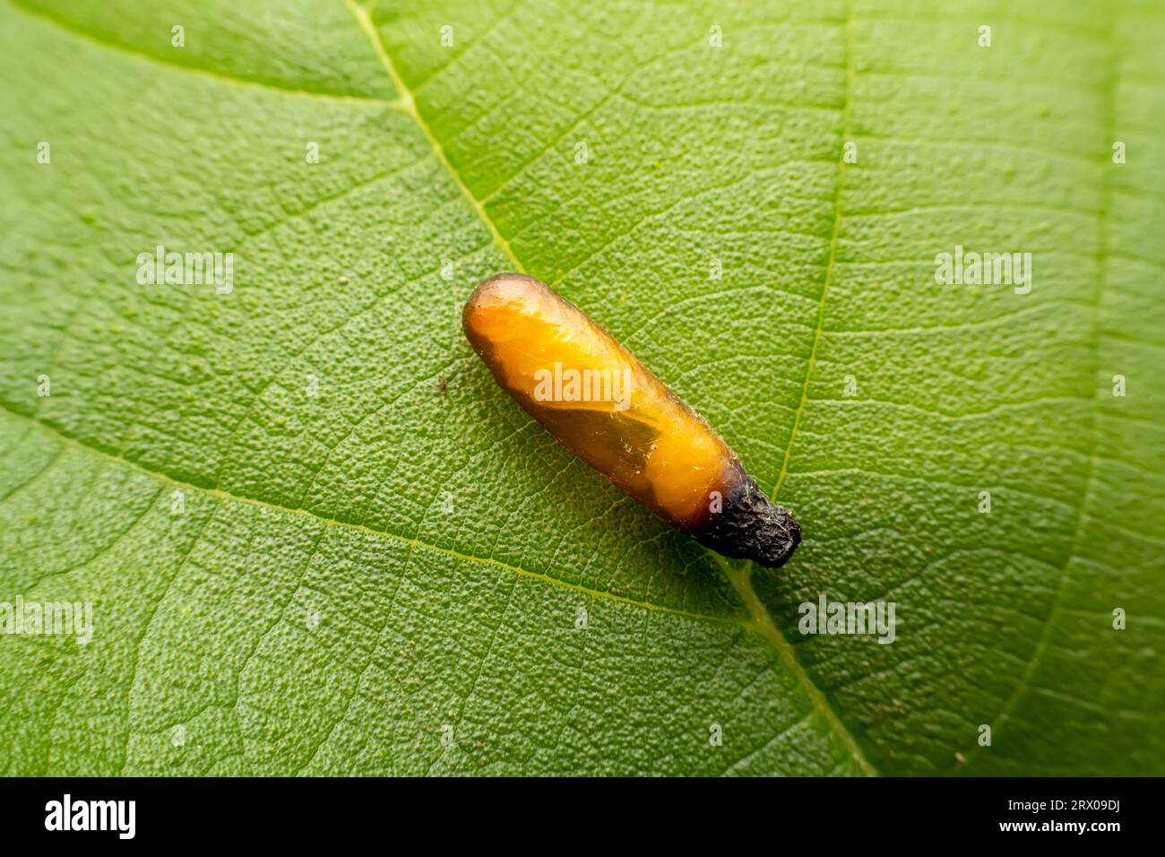 The pupal shell of insects Stock Photo - Alamy