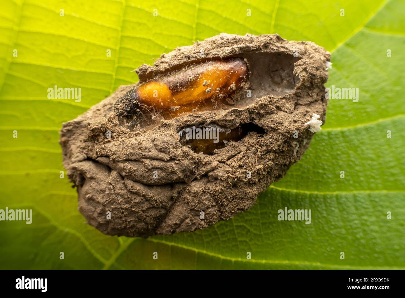 The pupal shell of insects Stock Photo - Alamy