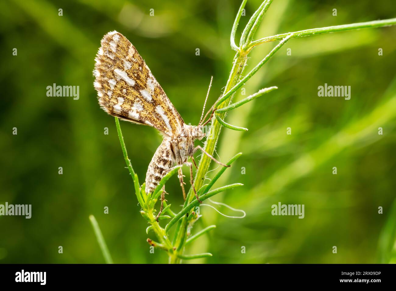 Moth insects inhabit the leaves of wild plants Stock Photo - Alamy