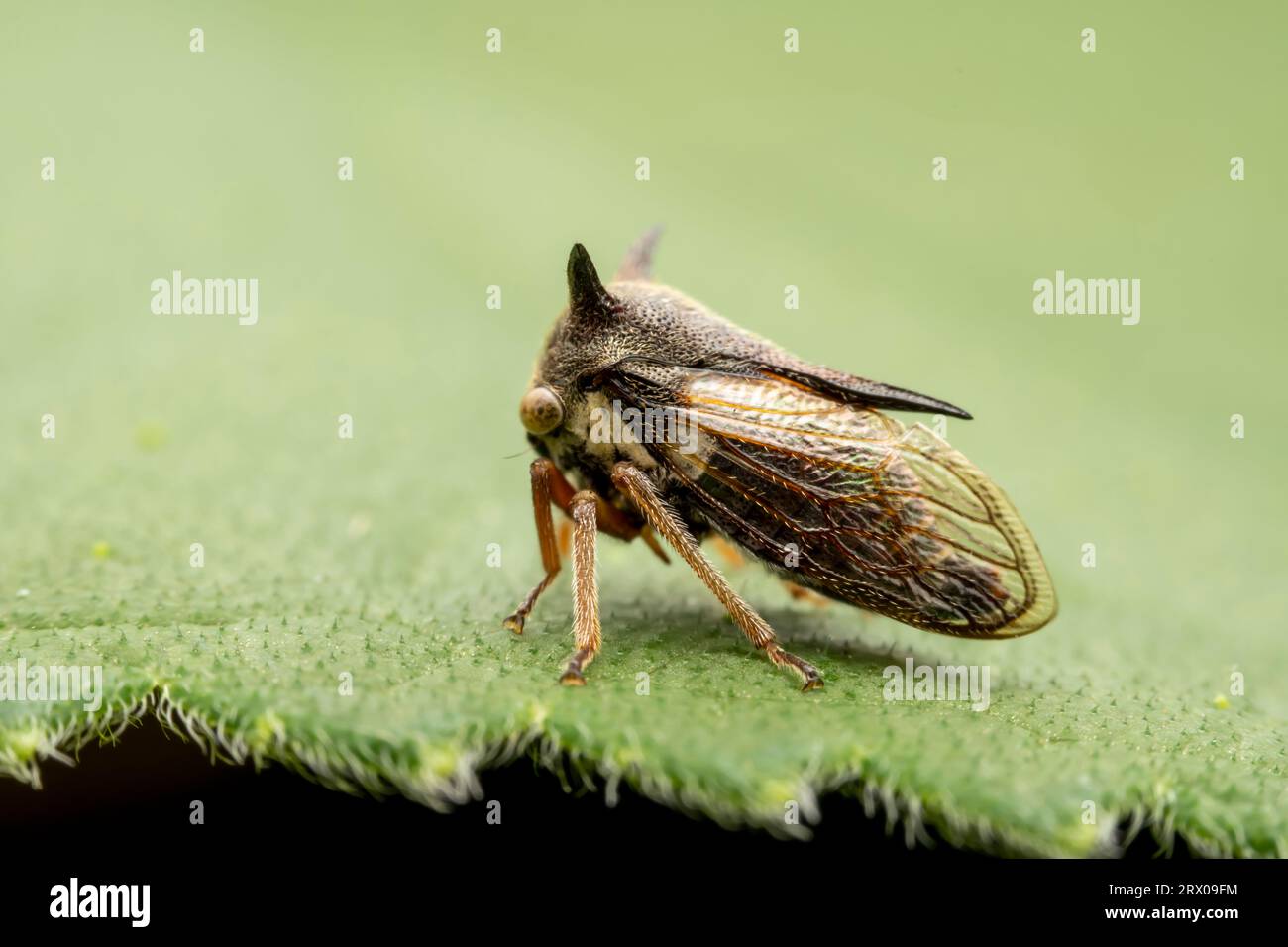 Membracidae inhabits the leaves of wild plants Stock Photo - Alamy