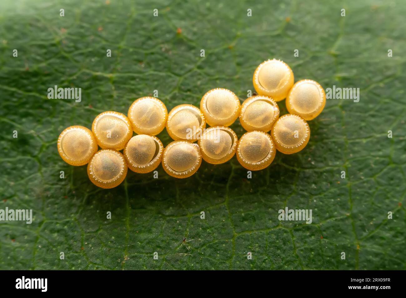 Insect eggs on wild plant leaves Stock Photo - Alamy