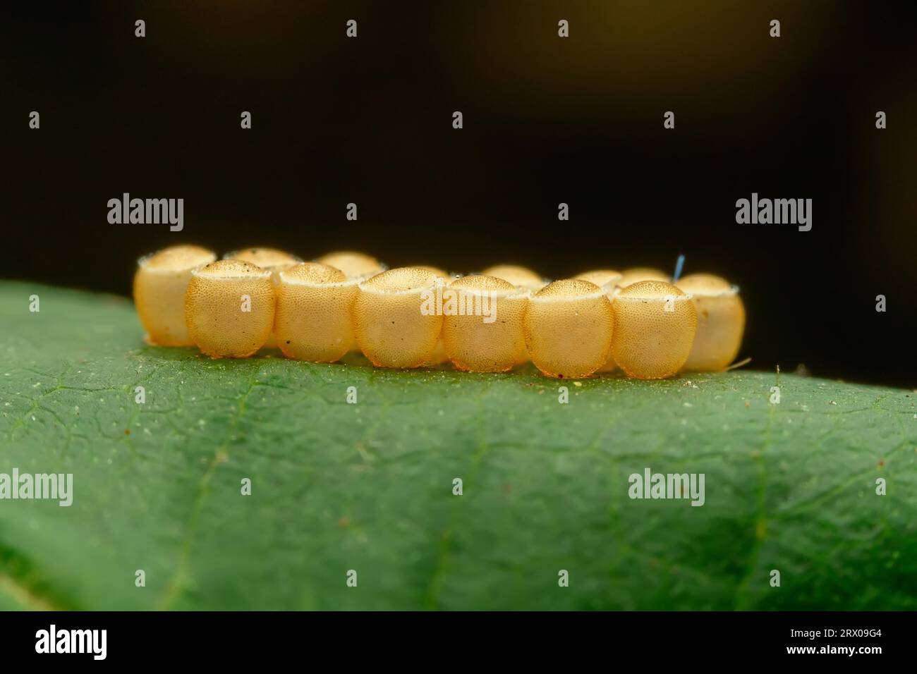 Insect eggs on wild plant leaves Stock Photo - Alamy