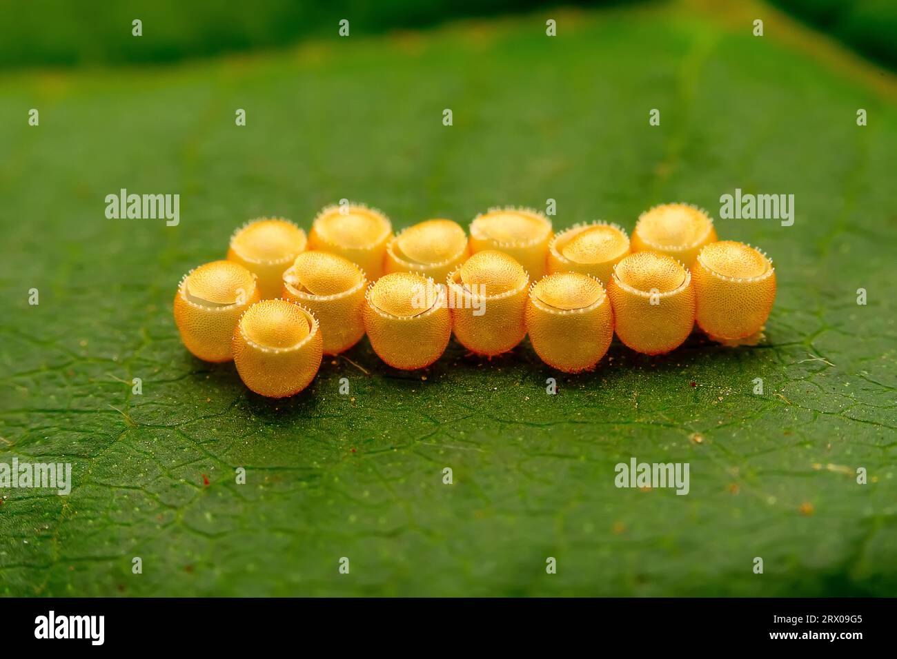 Insect eggs on wild plant leaves Stock Photo - Alamy