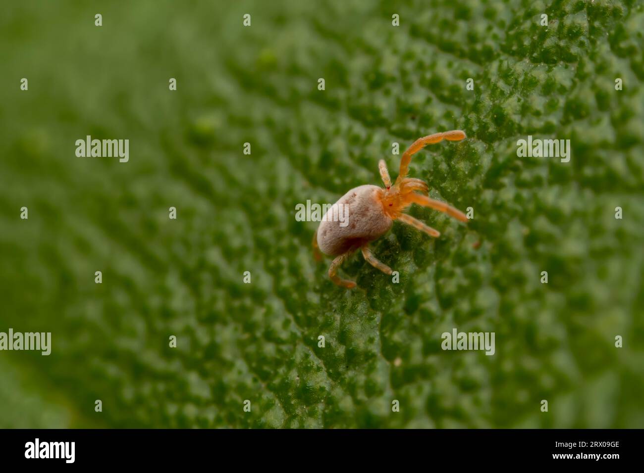 mite inhabiting on the leaves of wild plants Stock Photo - Alamy